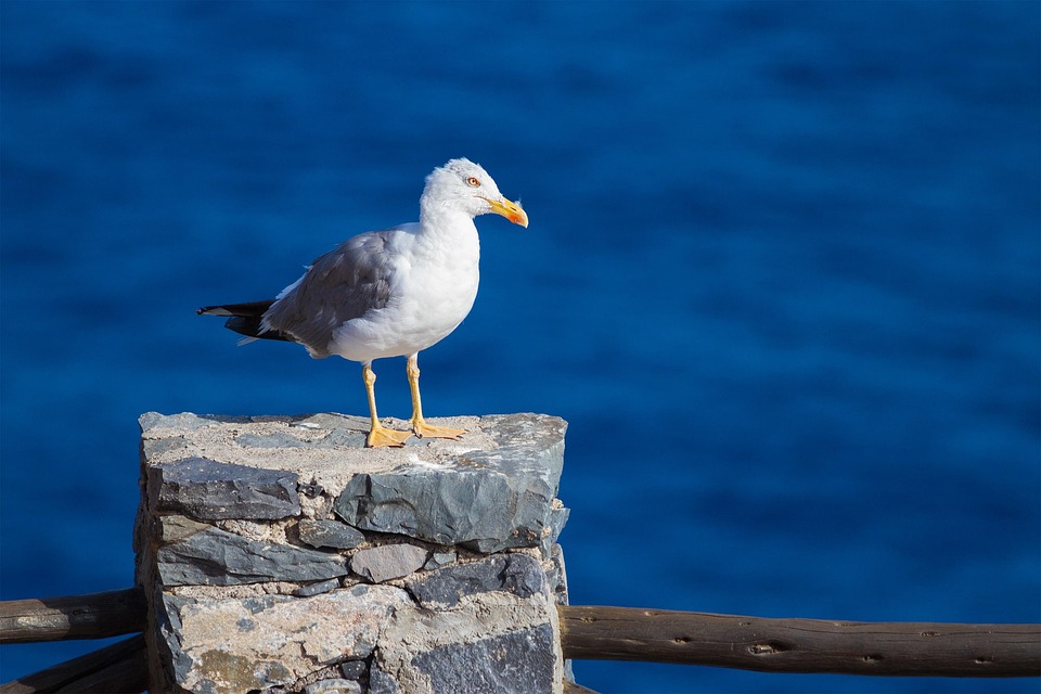 Animal Pájaro Gaviota - Foto gratis en Pixabay - Pixabay