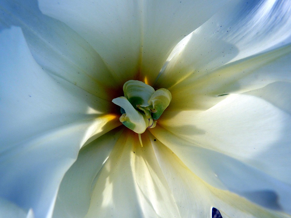 Tulipán Flor Blanco - Foto gratis en Pixabay - Pixabay