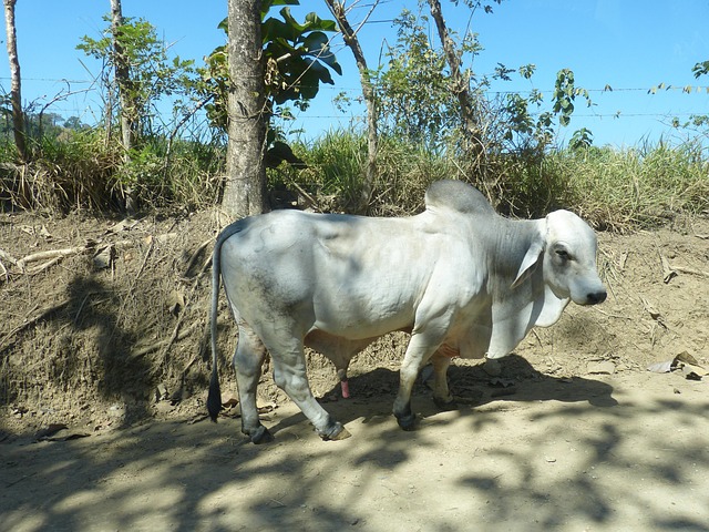 Zebu Ox Bull Central - Free photo on Pixabay