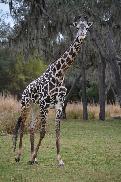 Giraffe Safari Disney - Free photo on Pixabay - Pixabay