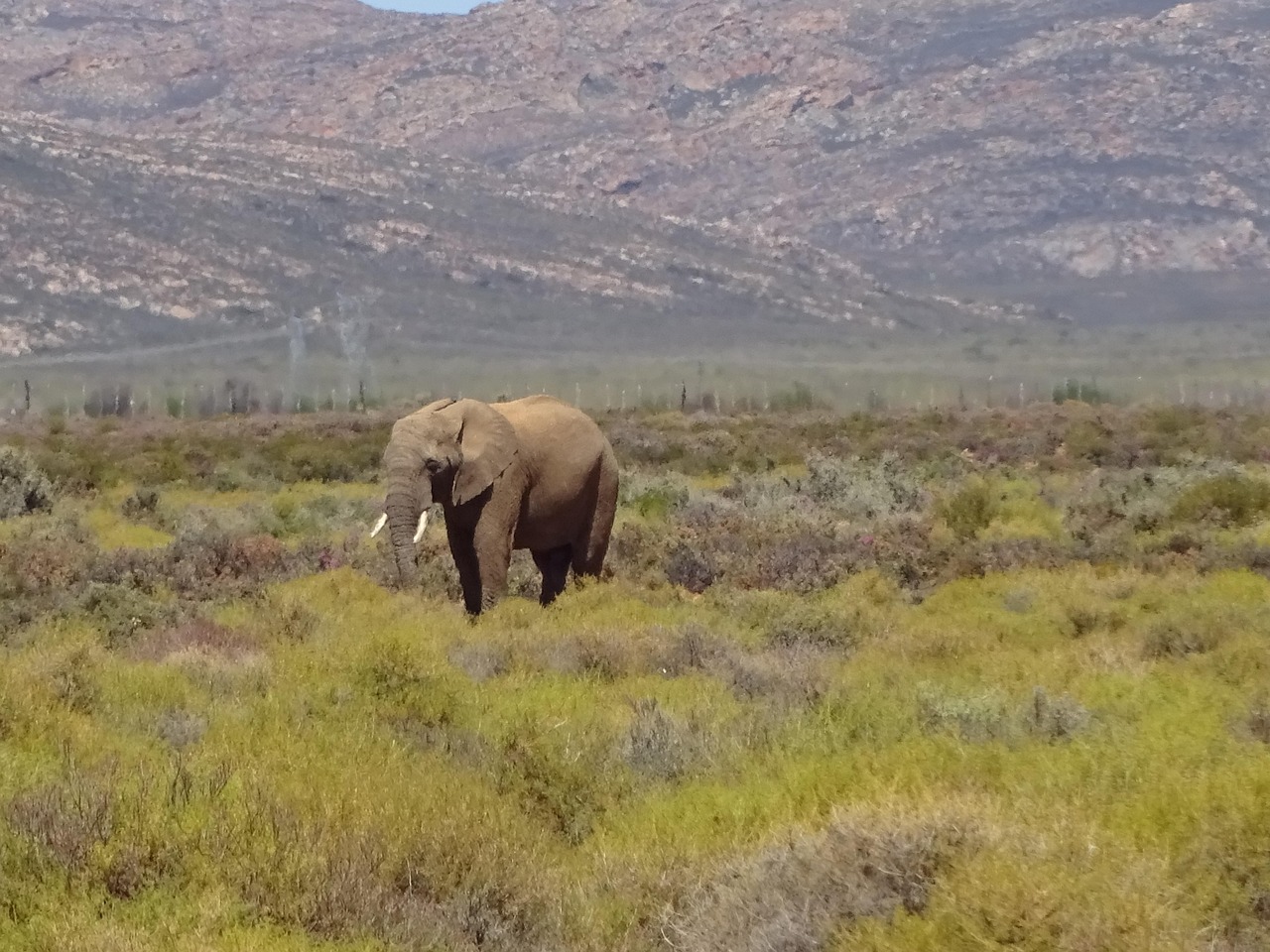 Elephant Pachyderm - Free photo on Pixabay - Pixabay