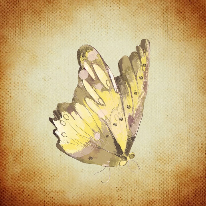 Mariposa Amarillo Insecto - Imagen gratis en Pixabay - Pixabay