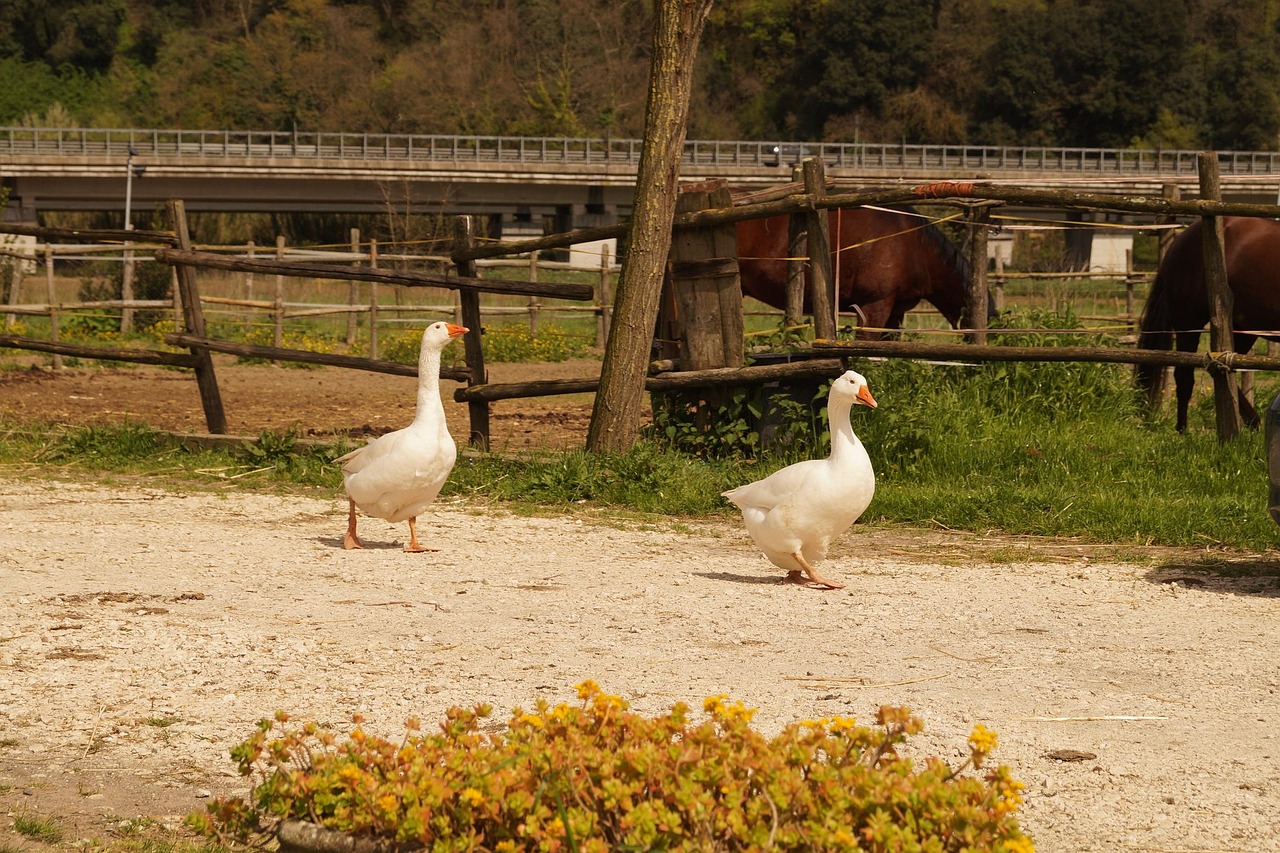 Geese Farm - Free photo on Pixabay - Pixabay
