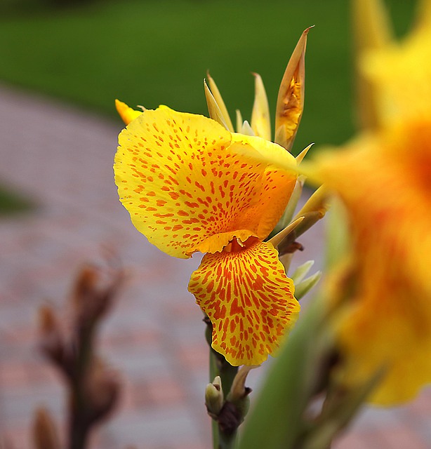 10+ Free Känna & Kanna Images - Pixabay