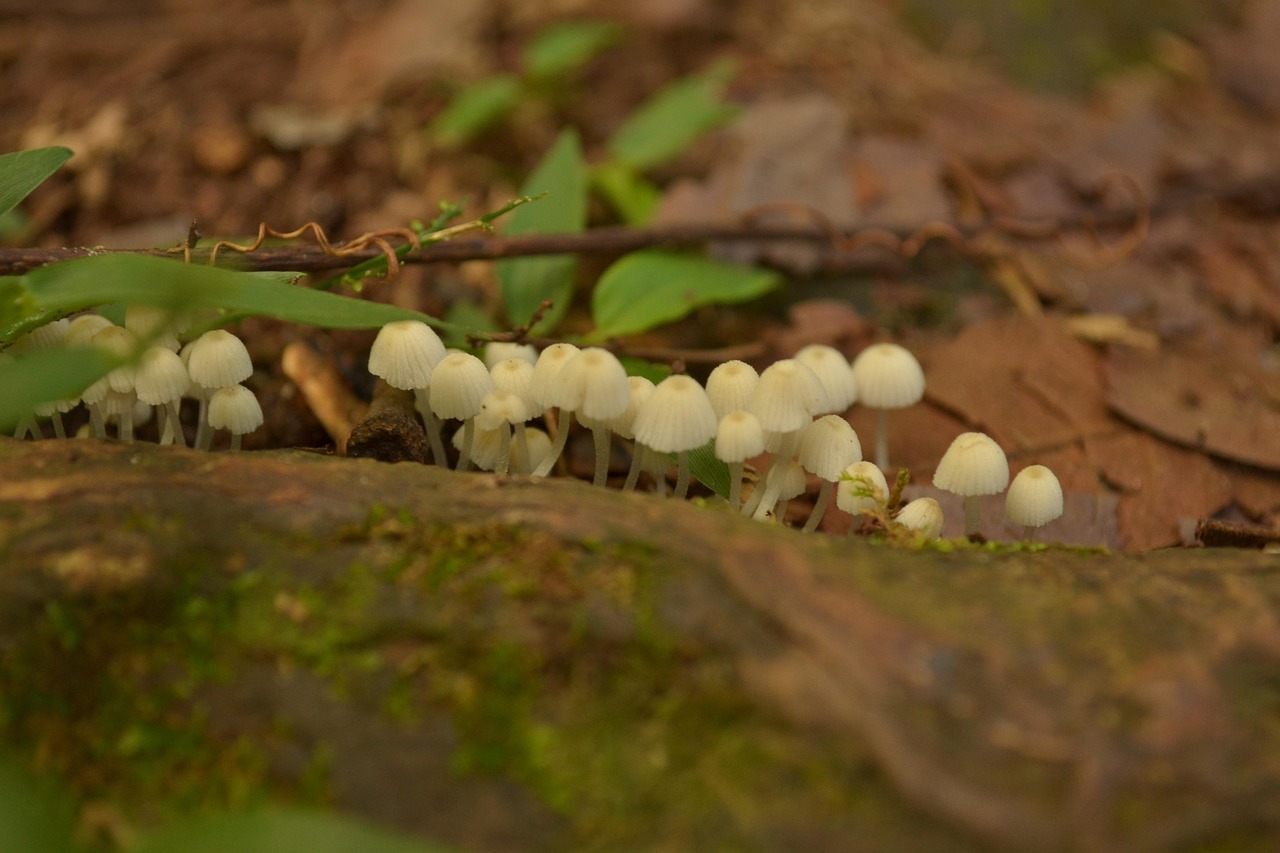 Nature Mushrooms Fungi - Free photo on Pixabay