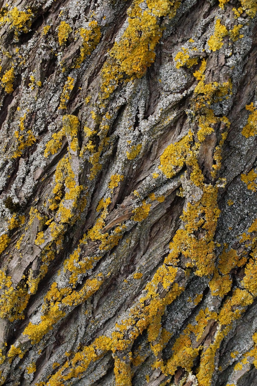 Tree Lichen Wood - Free photo on Pixabay