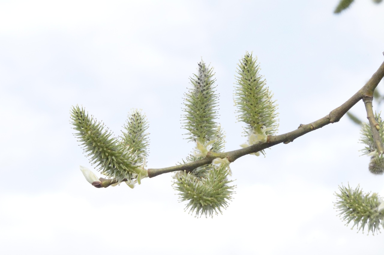 Tree Drive Out Turn Down - Free photo on Pixabay - Pixabay