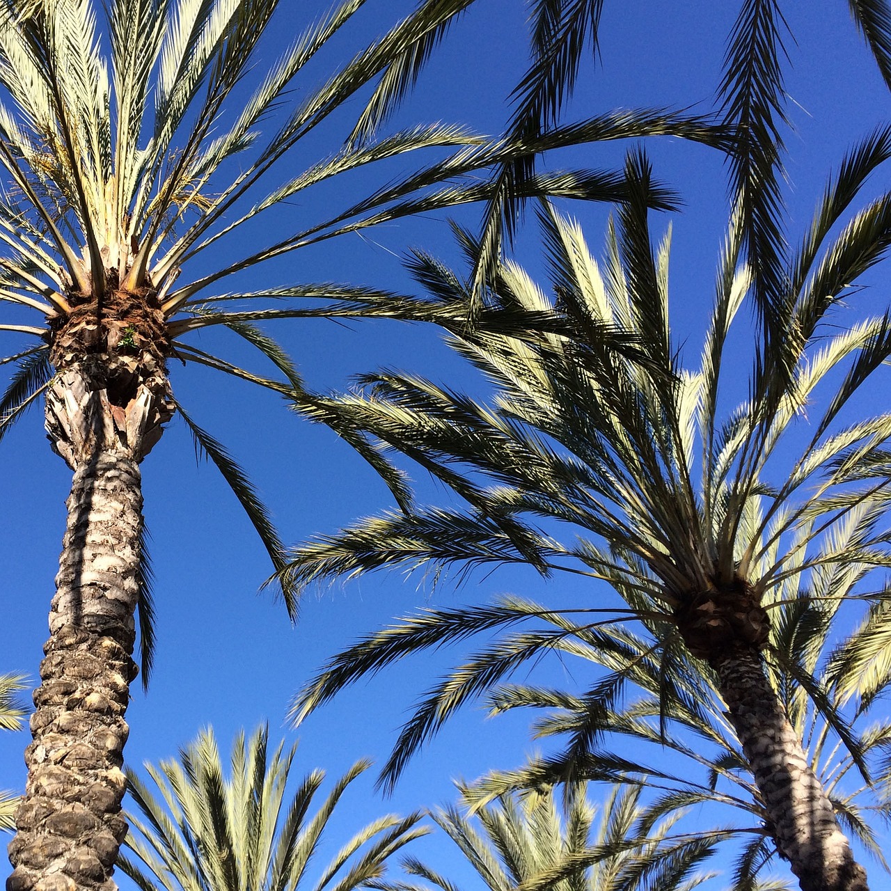 Palm Tree Leaves Free Photo On Pixabay Pixabay