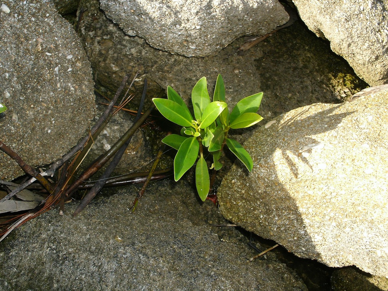 Naturaleza Planta Natural - Foto gratis en Pixabay - Pixabay