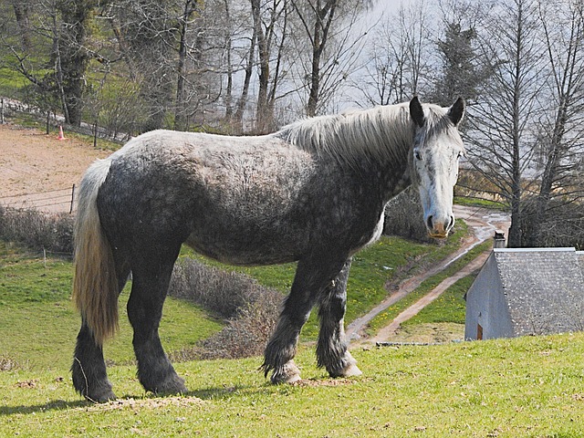 Caballo Gris Animal - Foto gratis en Pixabay