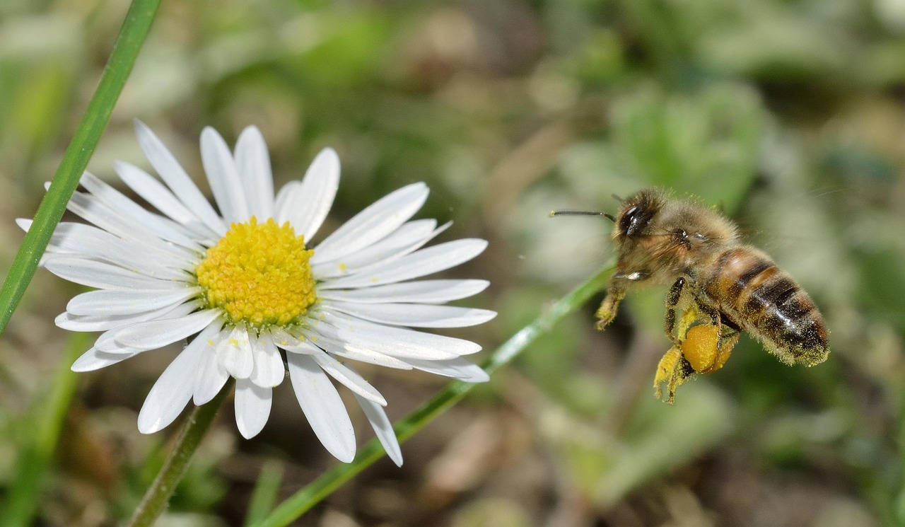 Nature Apis Mellifera - Free photo on Pixabay