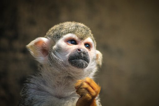 40+ Free Maki Monkey & Madagascar Images - Pixabay