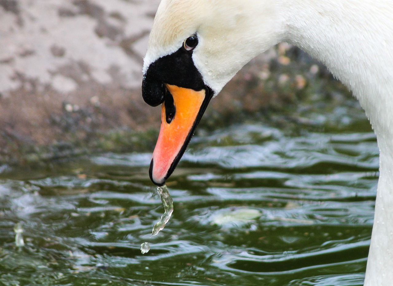 Swan Leher Angsa Putih - Foto gratis di Pixabay - Pixabay