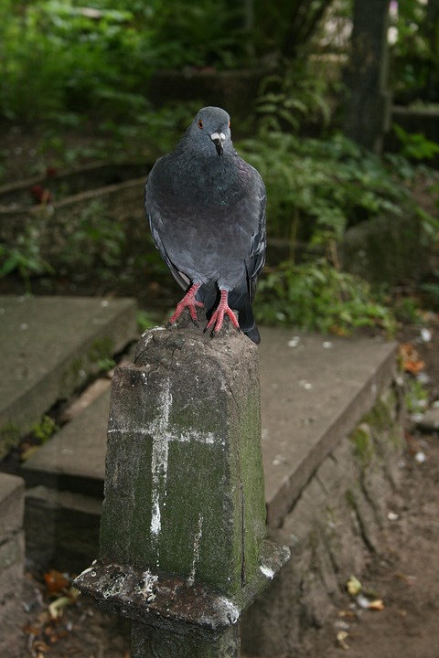 Taube Vogel - Kostenloses Foto auf Pixabay - Pixabay