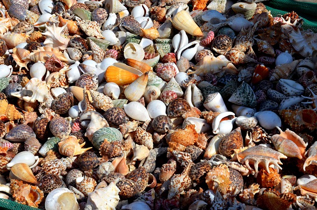 Mariscos Lotes Multitud De - Foto gratis en Pixabay - Pixabay