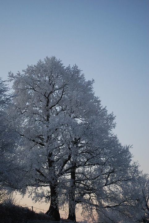 Nature Glace Arbre - Photo gratuite sur Pixabay - Pixabay