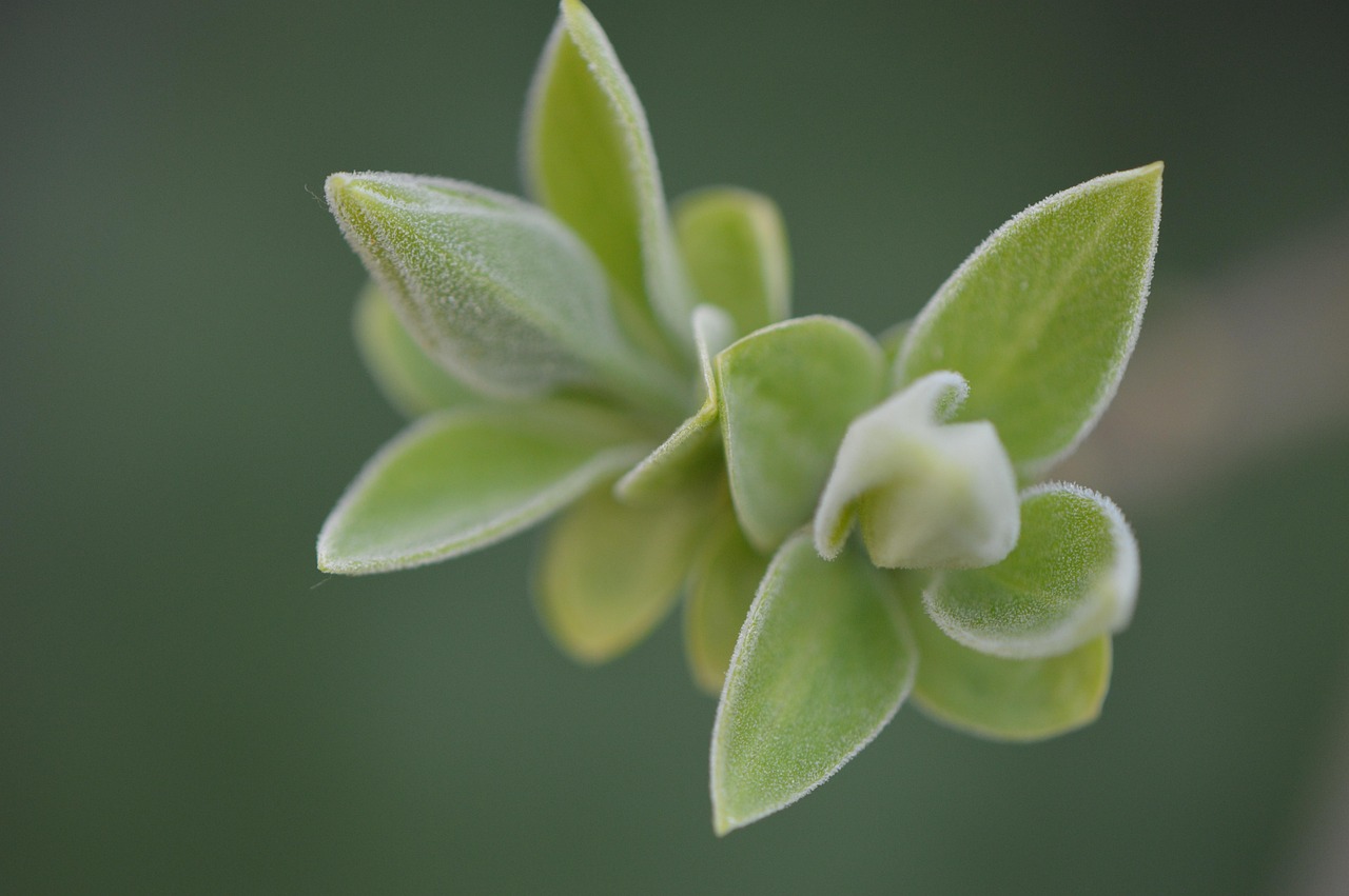 Bud Plant Nature Close - Free photo on Pixabay - Pixabay