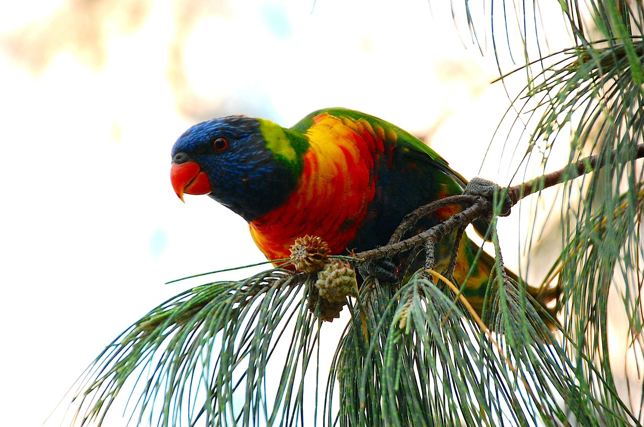 Parrot Bird Nature - Free photo on Pixabay - Pixabay