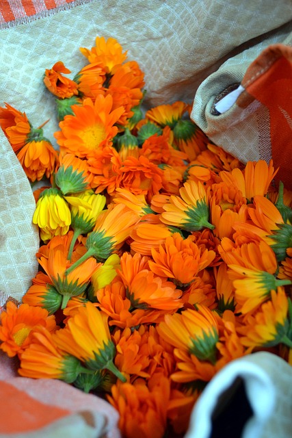 Souci Fleur Orange Calendula - Photo gratuite sur Pixabay - Pixabay