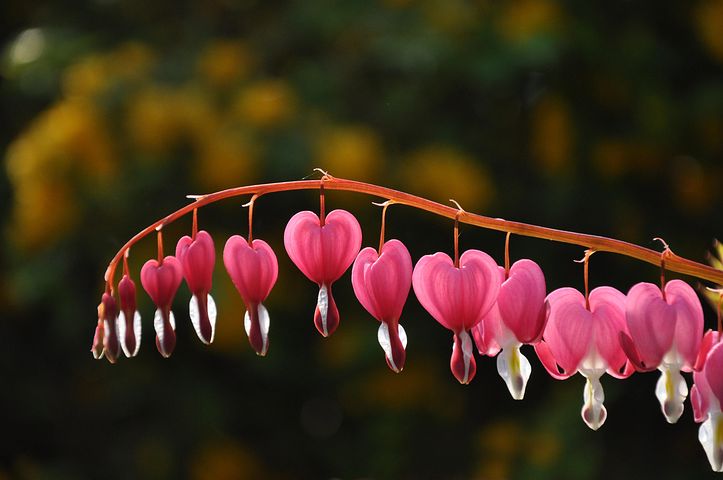 90+ Free Marie Flower & Nature Photos - Pixabay