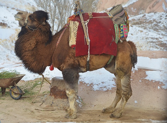 Camel Animal Mammal - Free photo on Pixabay