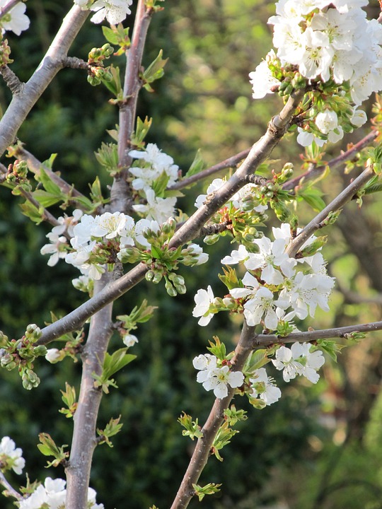 Flowers Branches Nature - Free photo on Pixabay