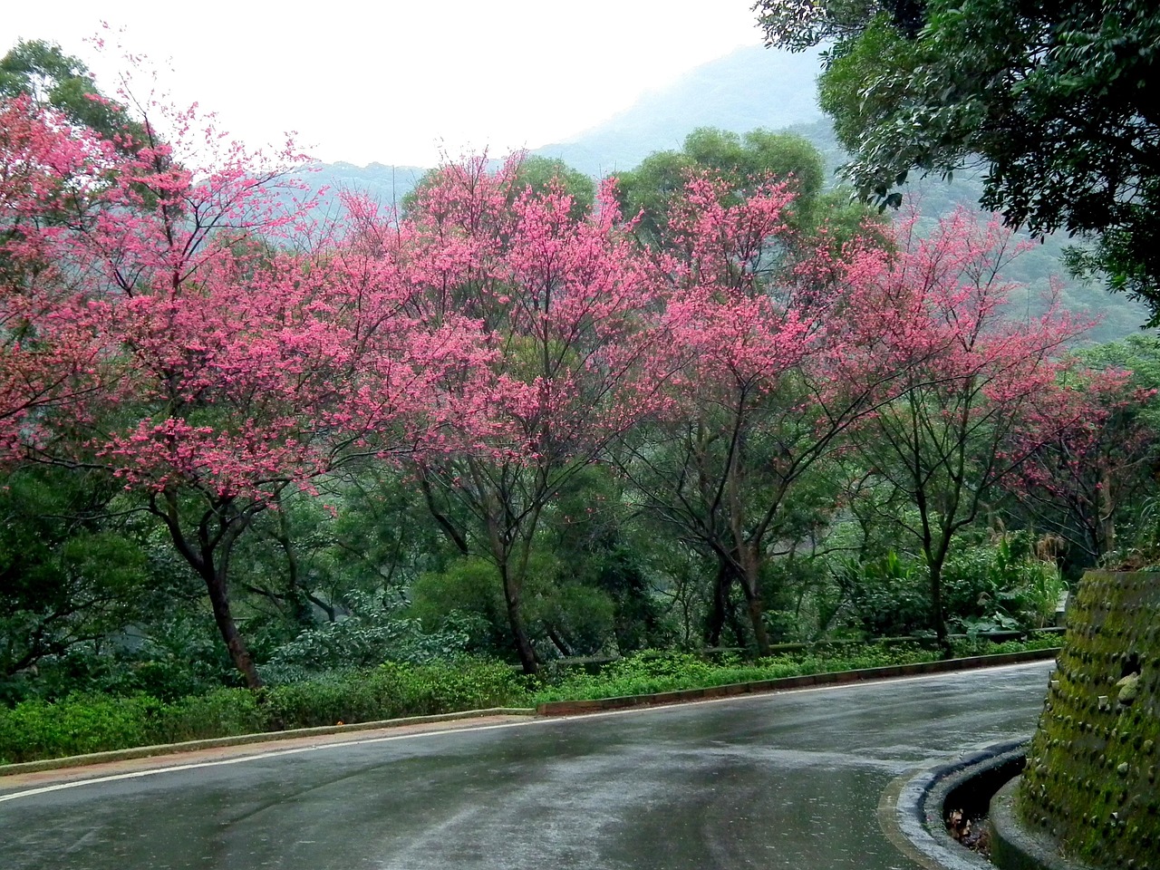 Taiwan Flores De Cerejeira - Foto gratuita no Pixabay - Pixabay