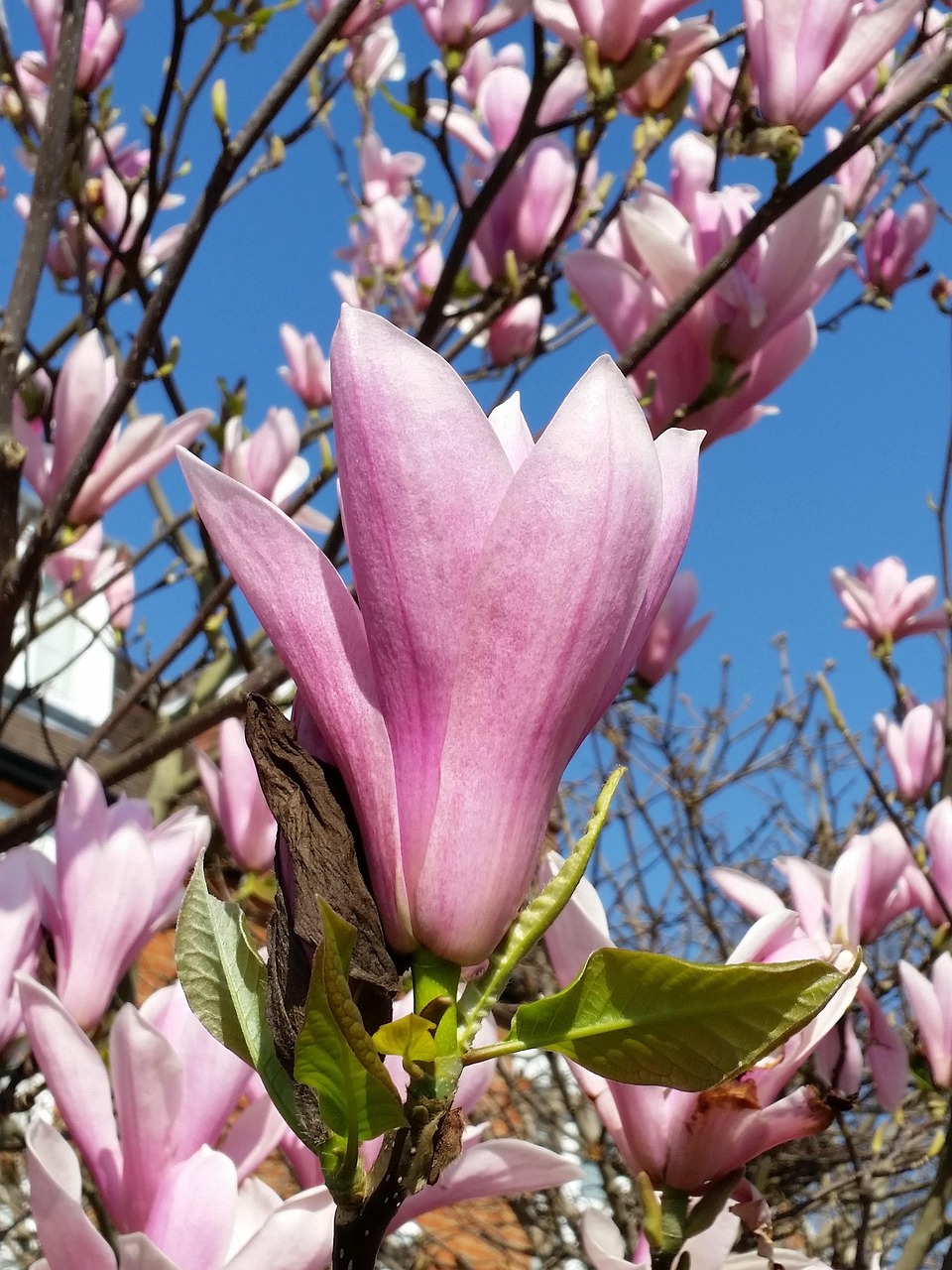 Pink Magnolia Blossom Nature - Free photo on Pixabay - Pixabay