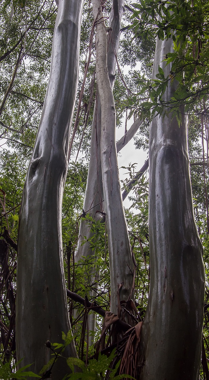 Gum Trees Eucalypts Wet - Free photo on Pixabay - Pixabay