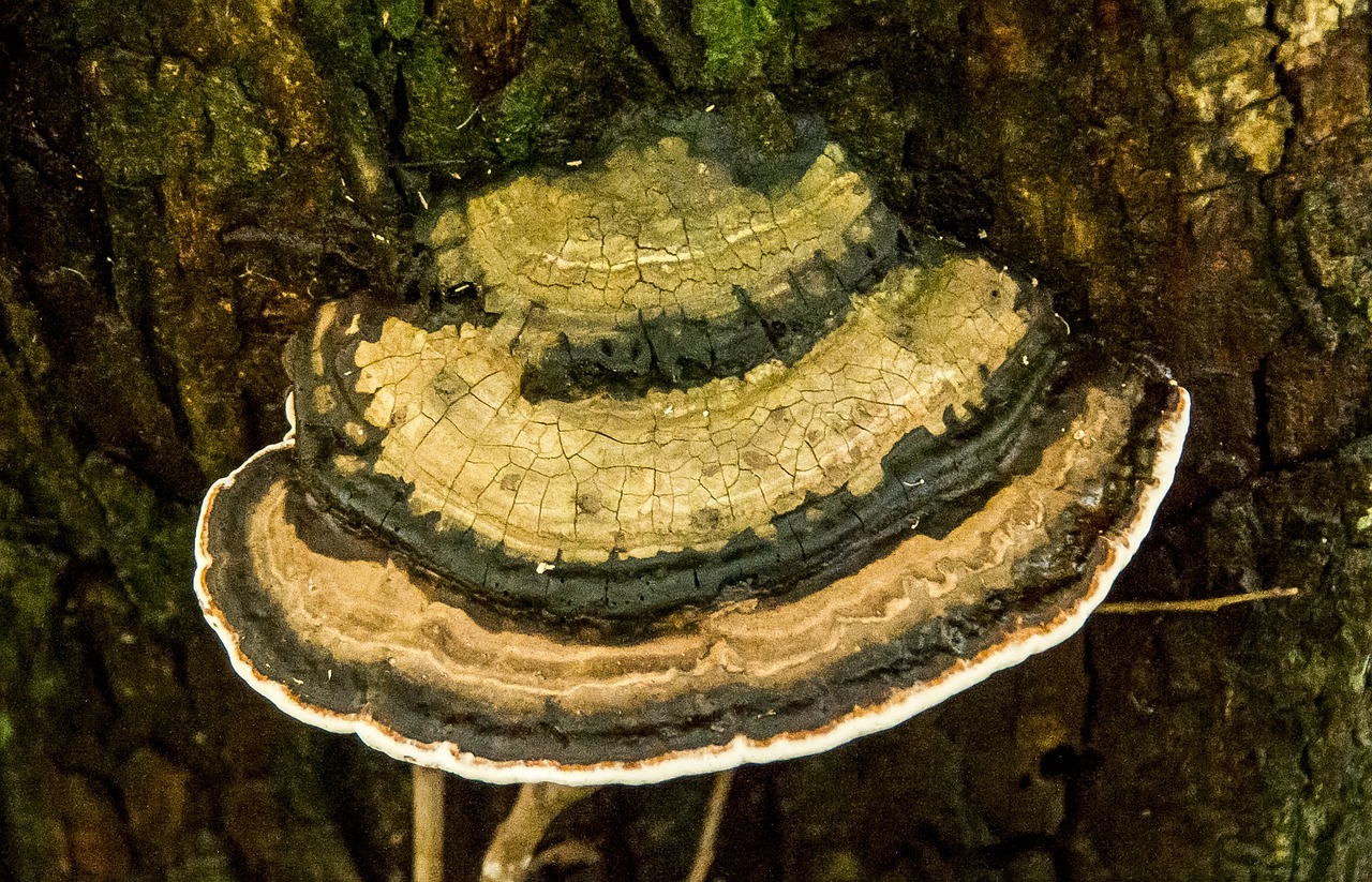 Fungus Bracket Pattern - Free photo on Pixabay - Pixabay