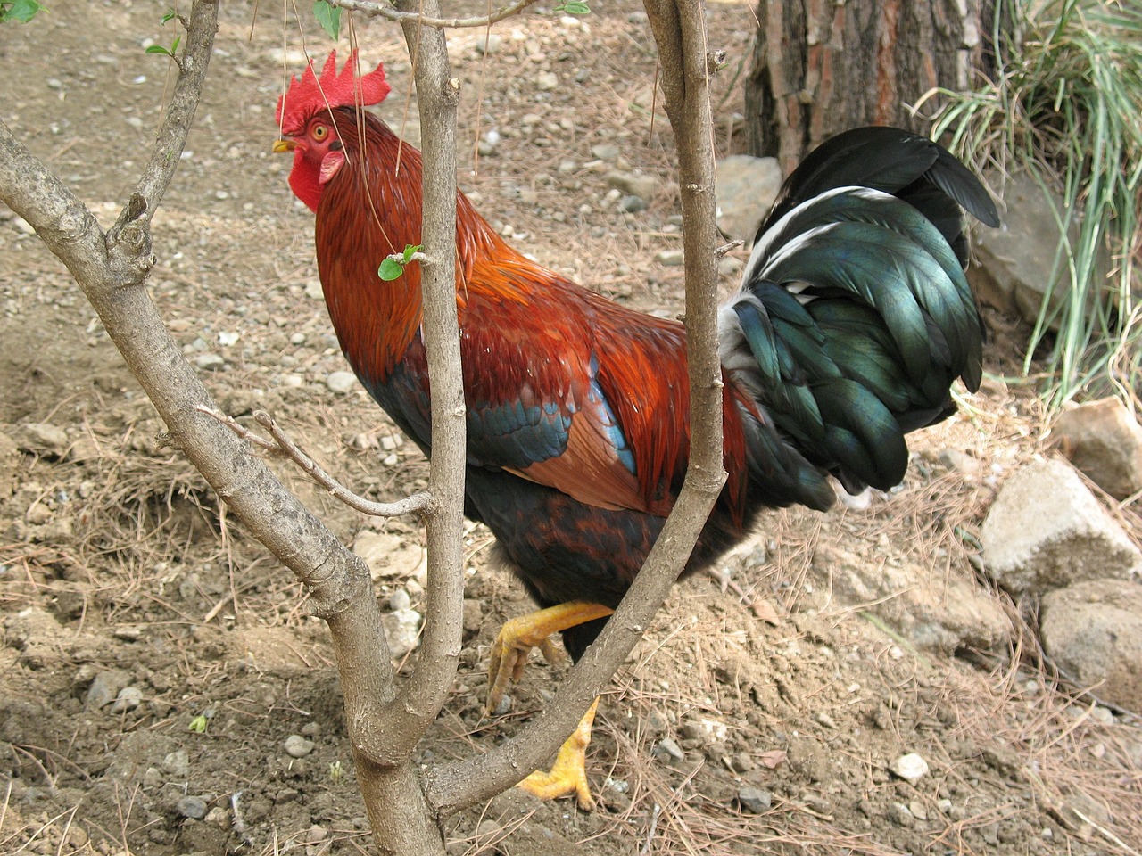 Gallo Economía Aldea - Foto gratis en Pixabay - Pixabay