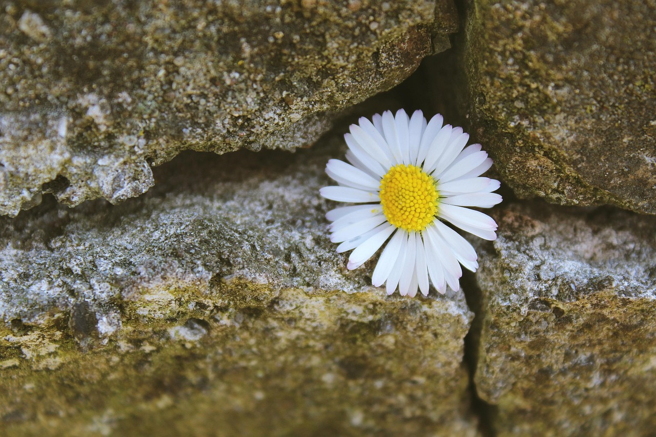 Daisy Stone Wall - Free photo on Pixabay