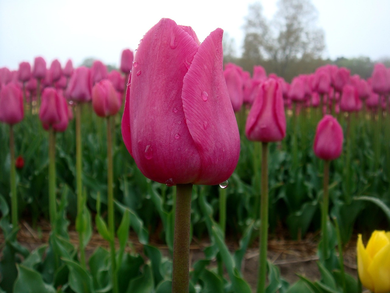 Tulips Drops Rain To - Free photo on Pixabay