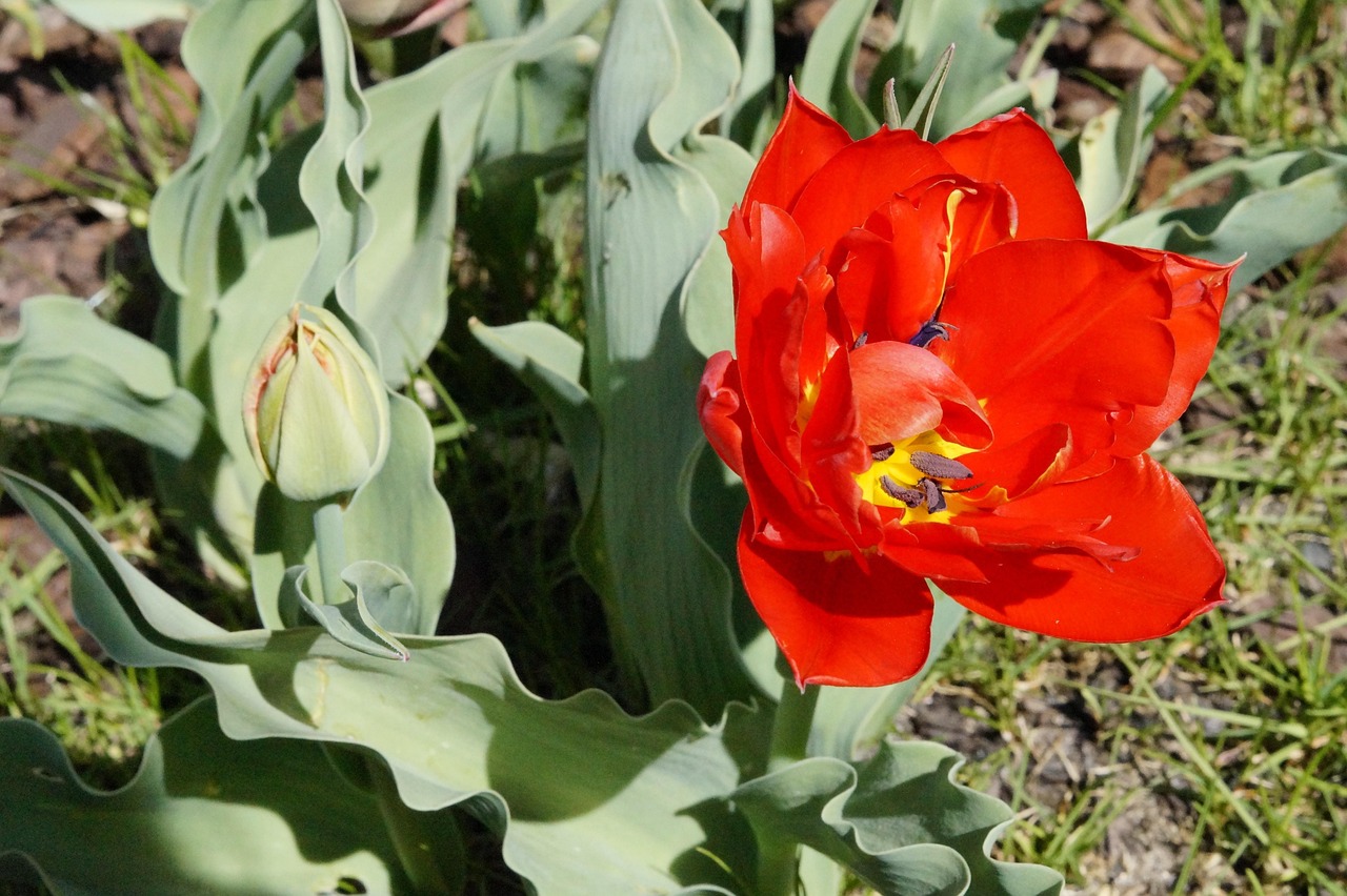 Tulip Red Bloom - Free photo on Pixabay - Pixabay