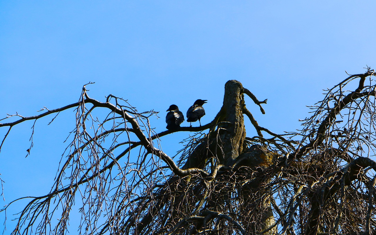 Tree Branches Ravens - Free photo on Pixabay - Pixabay