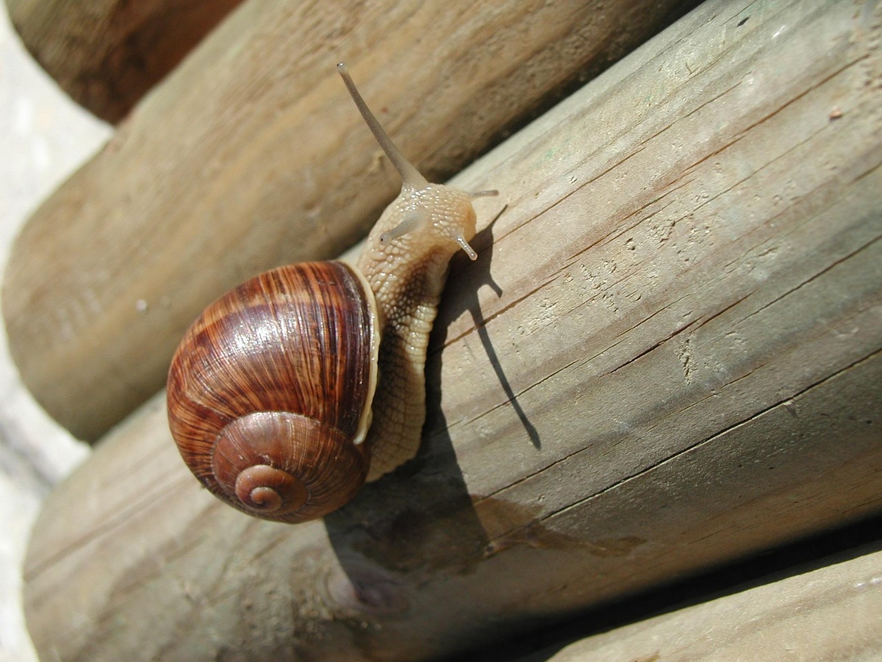 Caracol Concha Naturaleza - Foto gratis en Pixabay - Pixabay