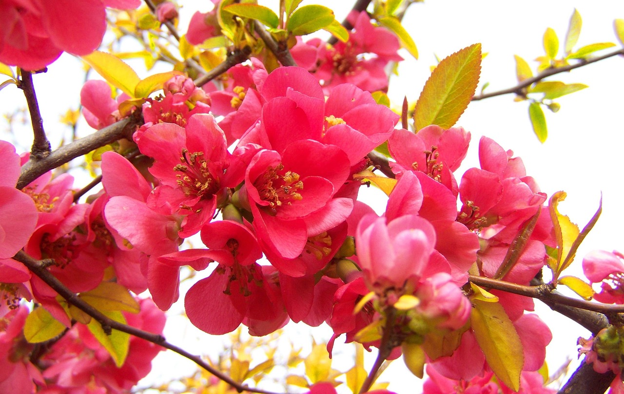 Coing Japonais En Fleurs Fleur De - Photo gratuite sur Pixabay - Pixabay
