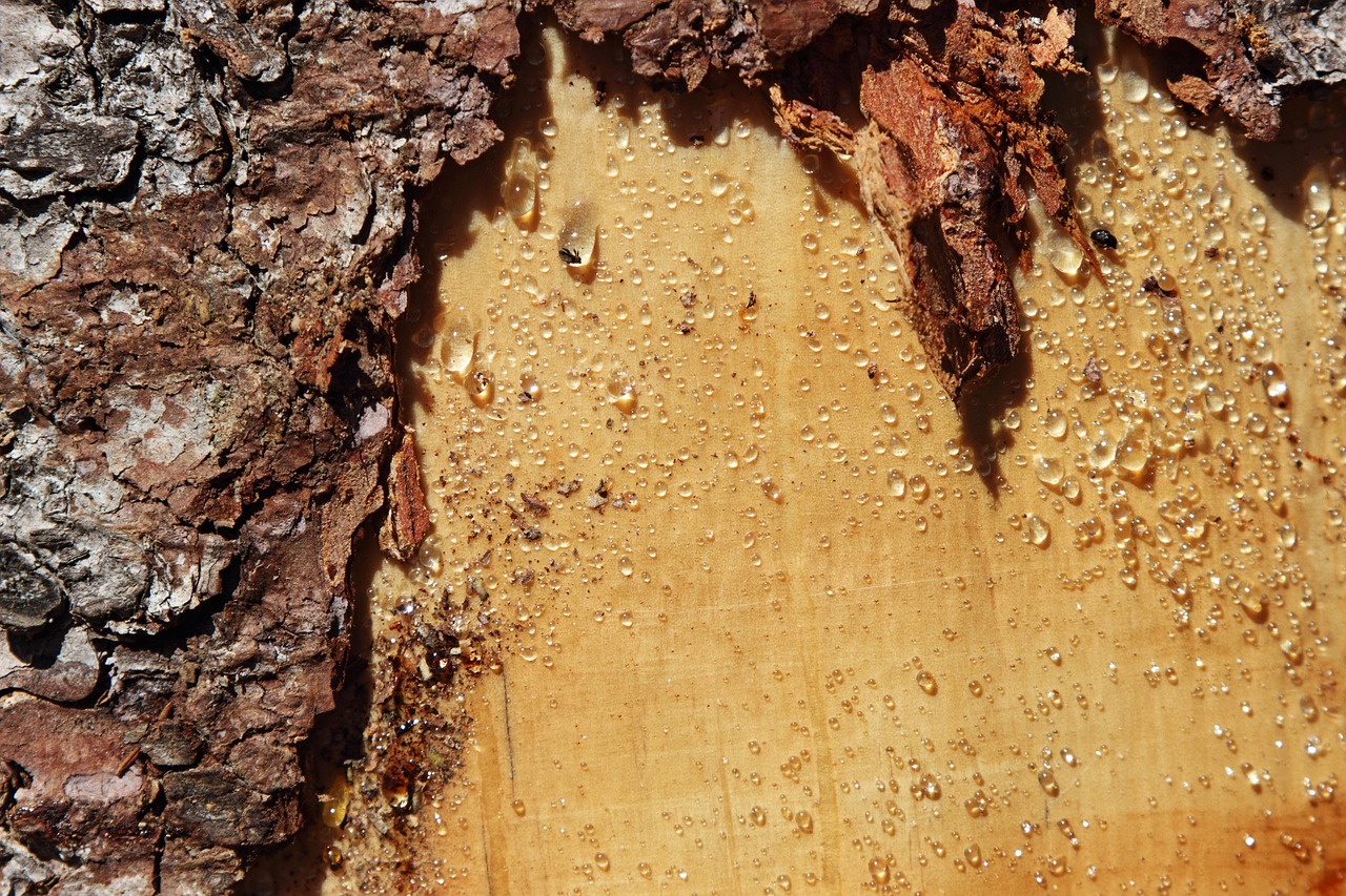 Tree Bark Resin - Free photo on Pixabay - Pixabay