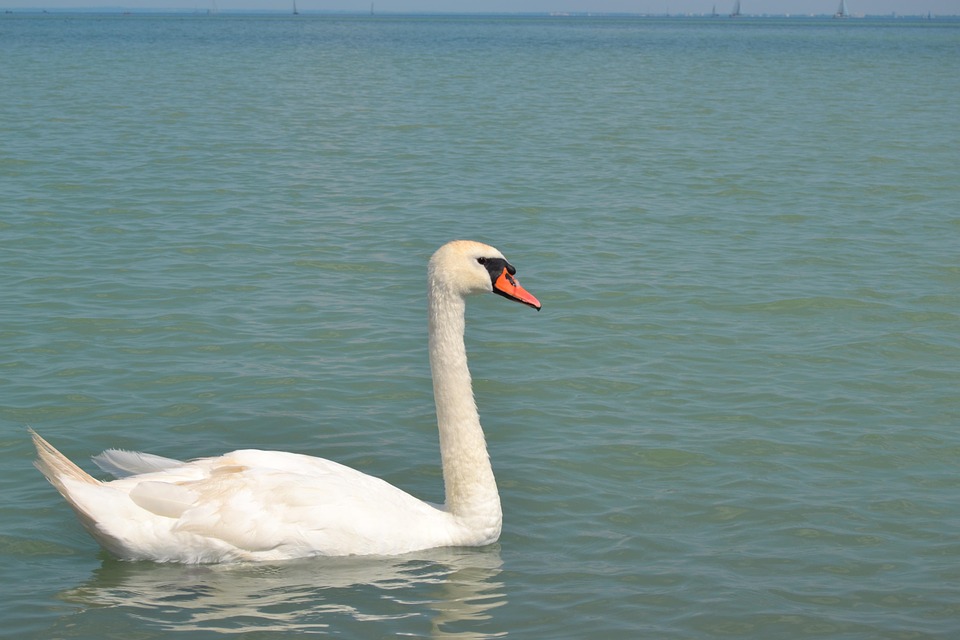 Cisne Hermosa Pico - Foto gratis en Pixabay