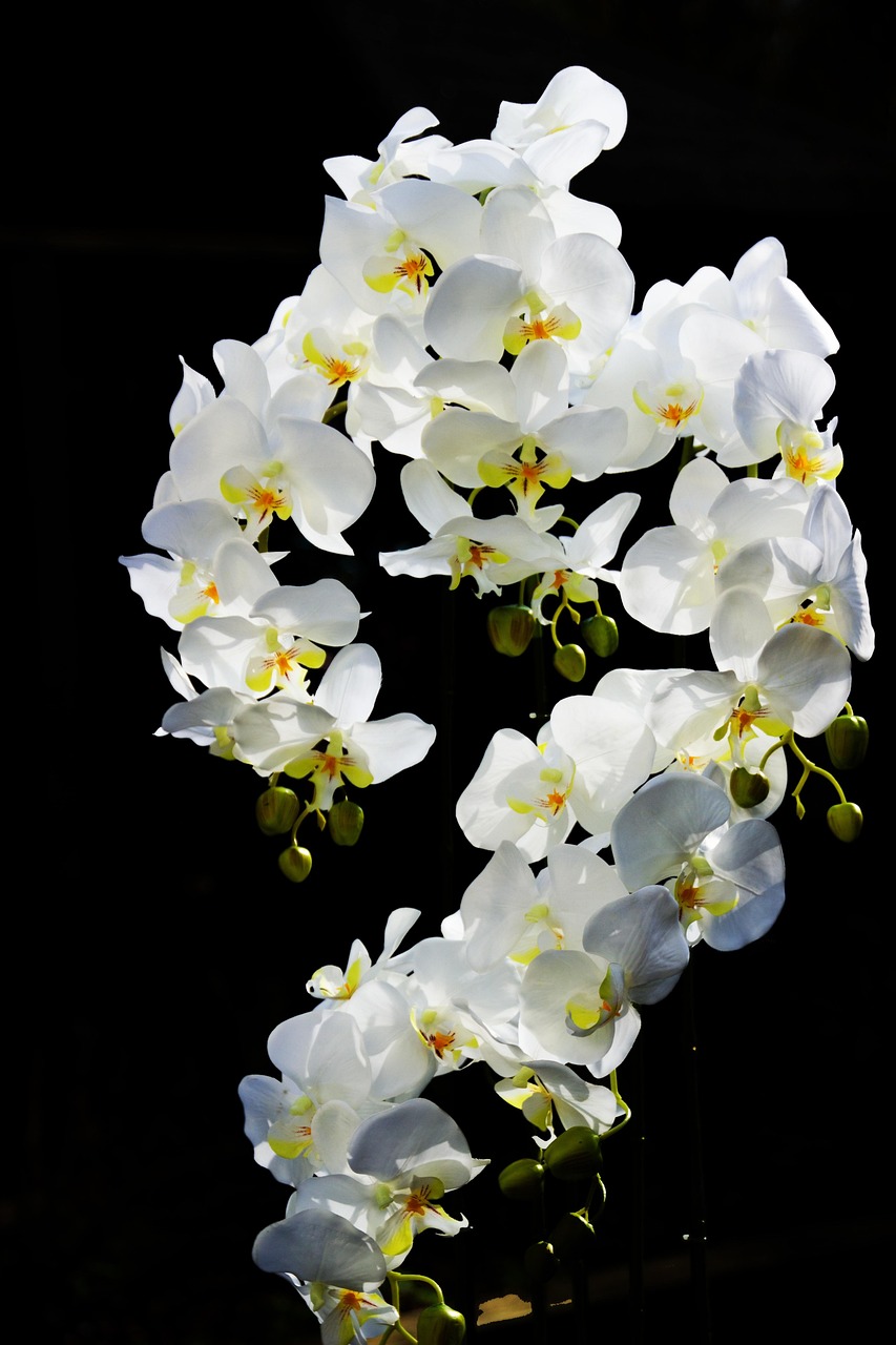 Orchidee Bloem - Gratis foto op Pixabay - Pixabay