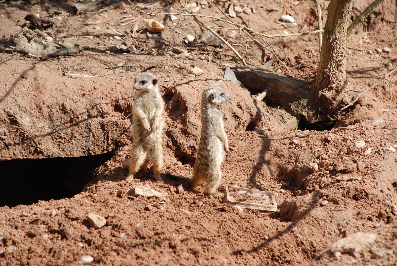 Meerkat Zoo Animal - Free photo on Pixabay