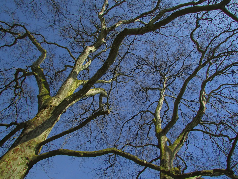 Tree Branch Bald - Free photo on Pixabay - Pixabay