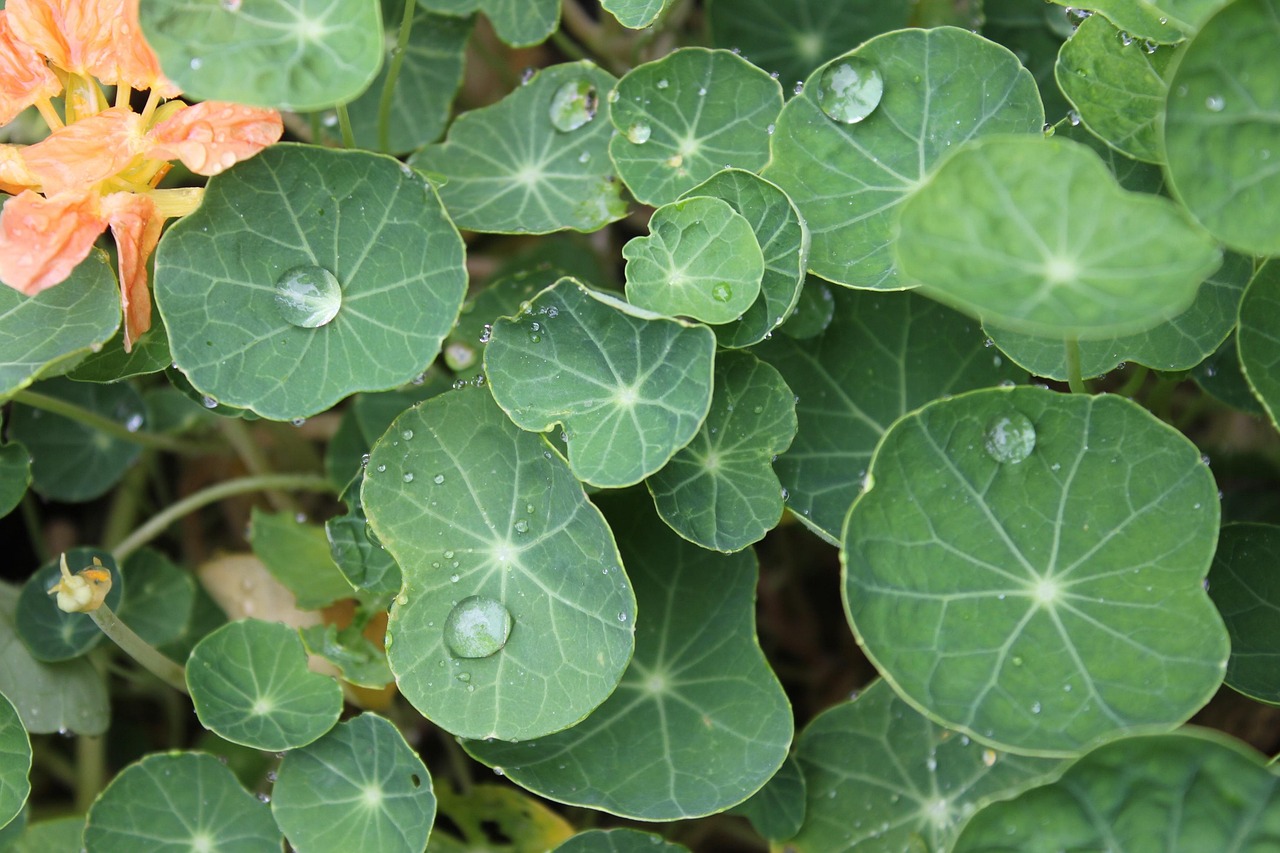 Plant Lotus Leaf - Free photo on Pixabay - Pixabay