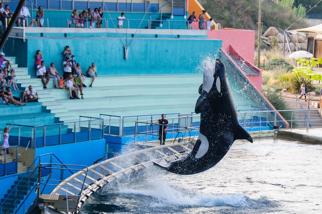 Orka Killer Whale Show - Free photo on Pixabay - Pixabay
