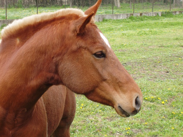 Caballo Caballos Equitación - Foto gratis en Pixabay