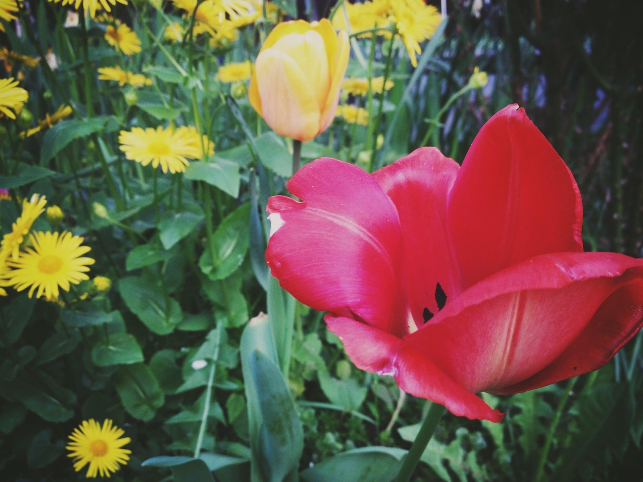 Flor Jardim Vermelho - Foto gratuita no Pixabay - Pixabay