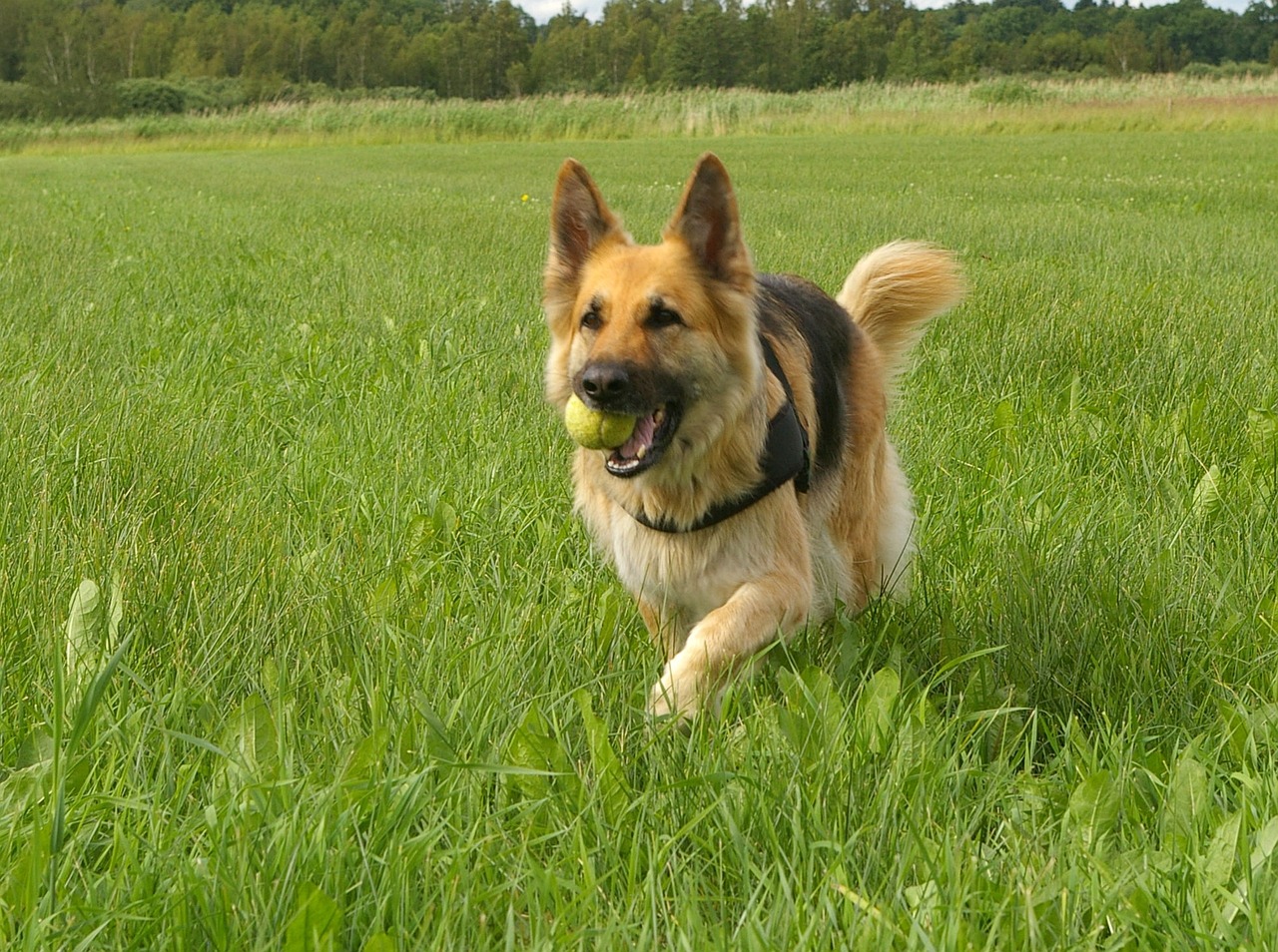 Dog Schäfer Retrieval - Free photo on Pixabay