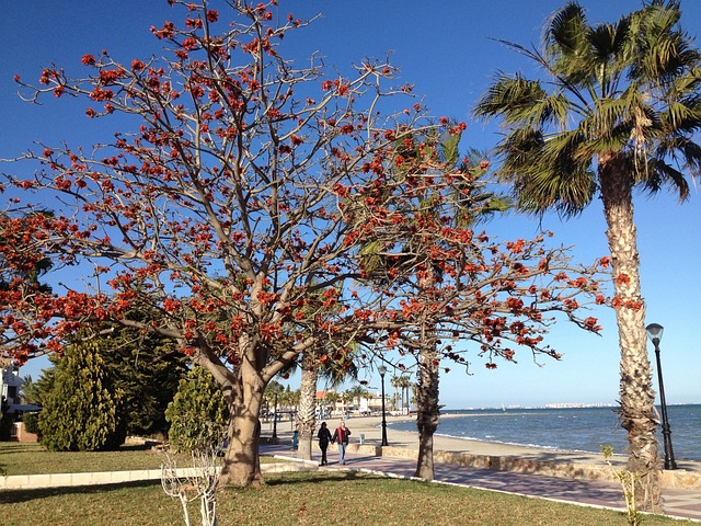 Spring On A Beach Beech Red Leaves - Free photo on Pixabay - Pixabay