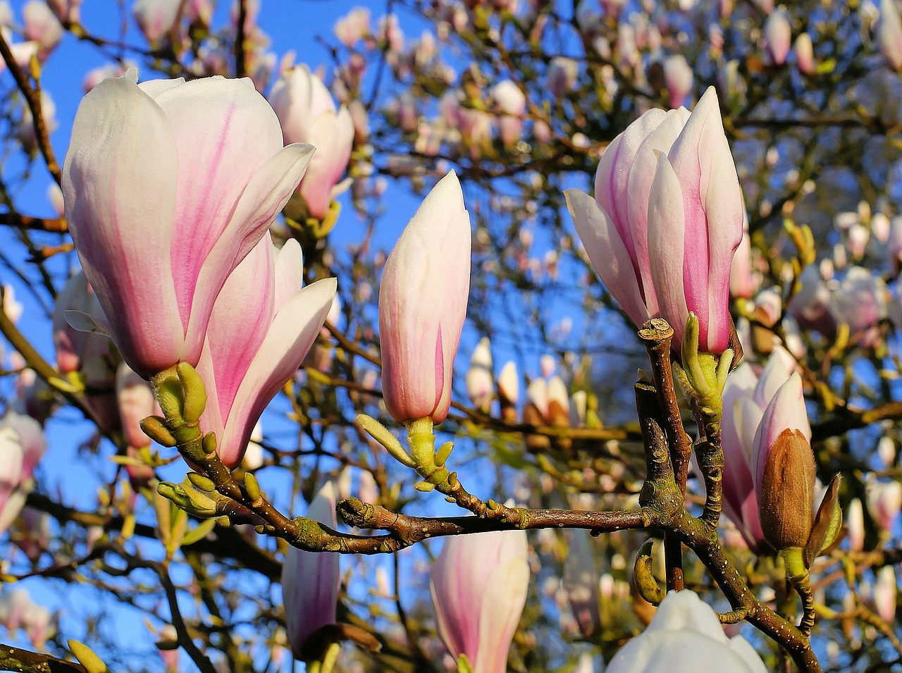 300+ Free Tulip Trees & Nature Images - Pixabay