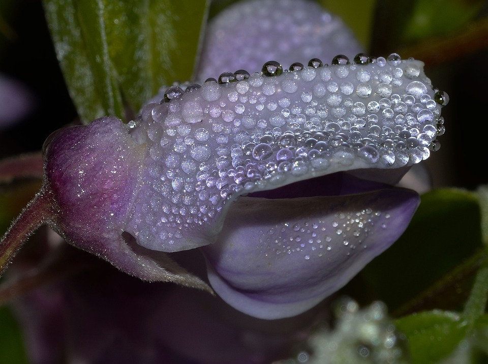 La Nature Fleur Bourgeon - Photo gratuite sur Pixabay - Pixabay